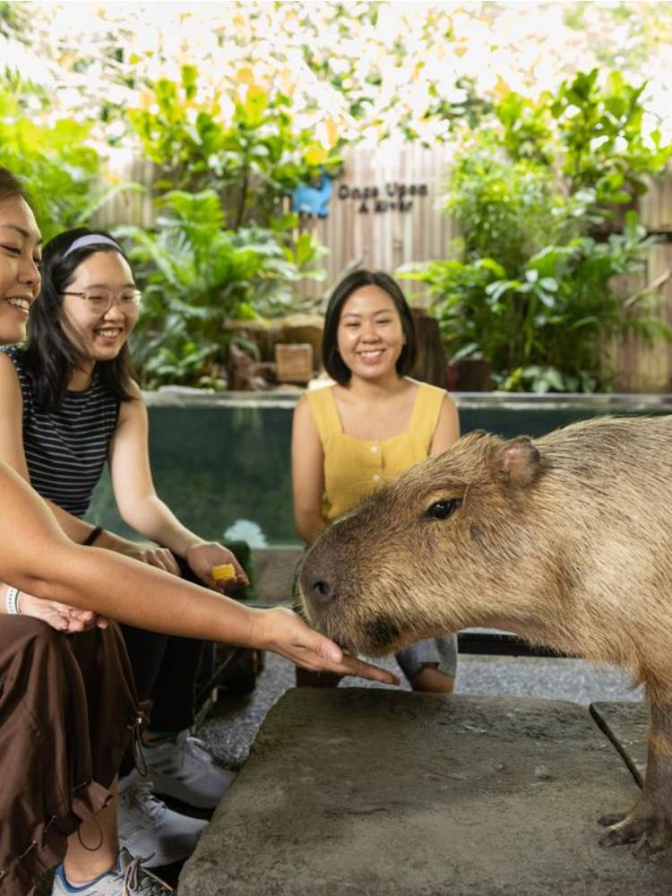 Hello From The Wild: Capybara - River Wonders | Mandai Wildlife Reserve