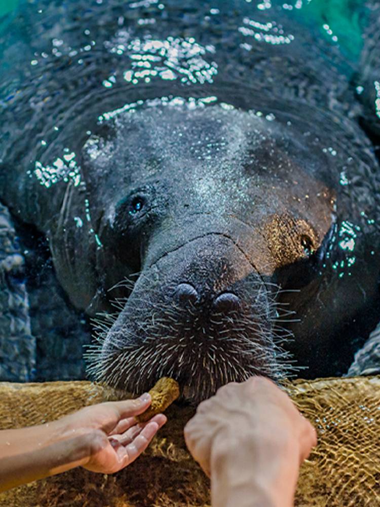 Backstage Pass: Manatee Mania - River Wonders | Mandai Wildlife Reserve