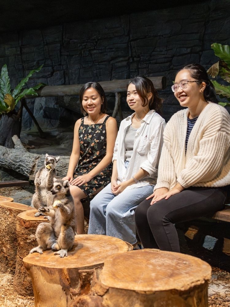 Hello From The Wild: Ring-tailed Lemur & Fennec Fox - Singapore Zoo ...