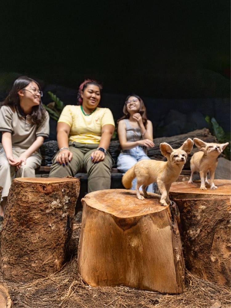 Hello From The Wild: Ring-tailed Lemur & Fennec Fox - Singapore Zoo ...