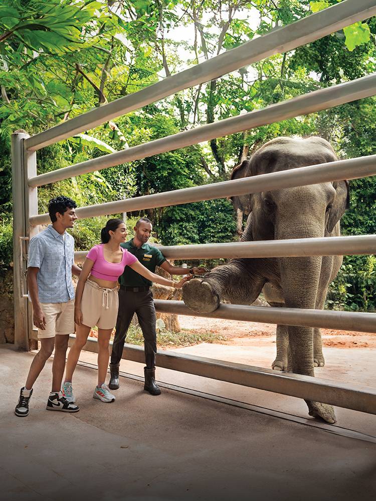 Backstage Pass: Elephant Encounters - Singapore Zoo