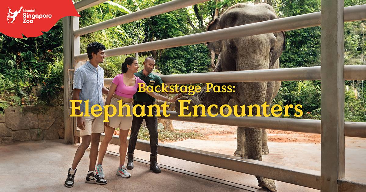 Backstage Pass: Elephant Encounters - Singapore Zoo