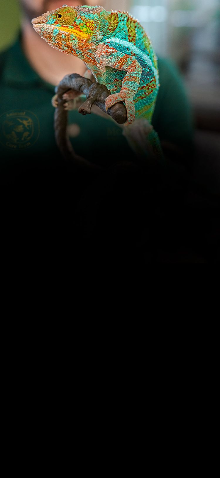 Backstage Pass: RepTopia - Singapore Zoo | Mandai Wildlife Reserve