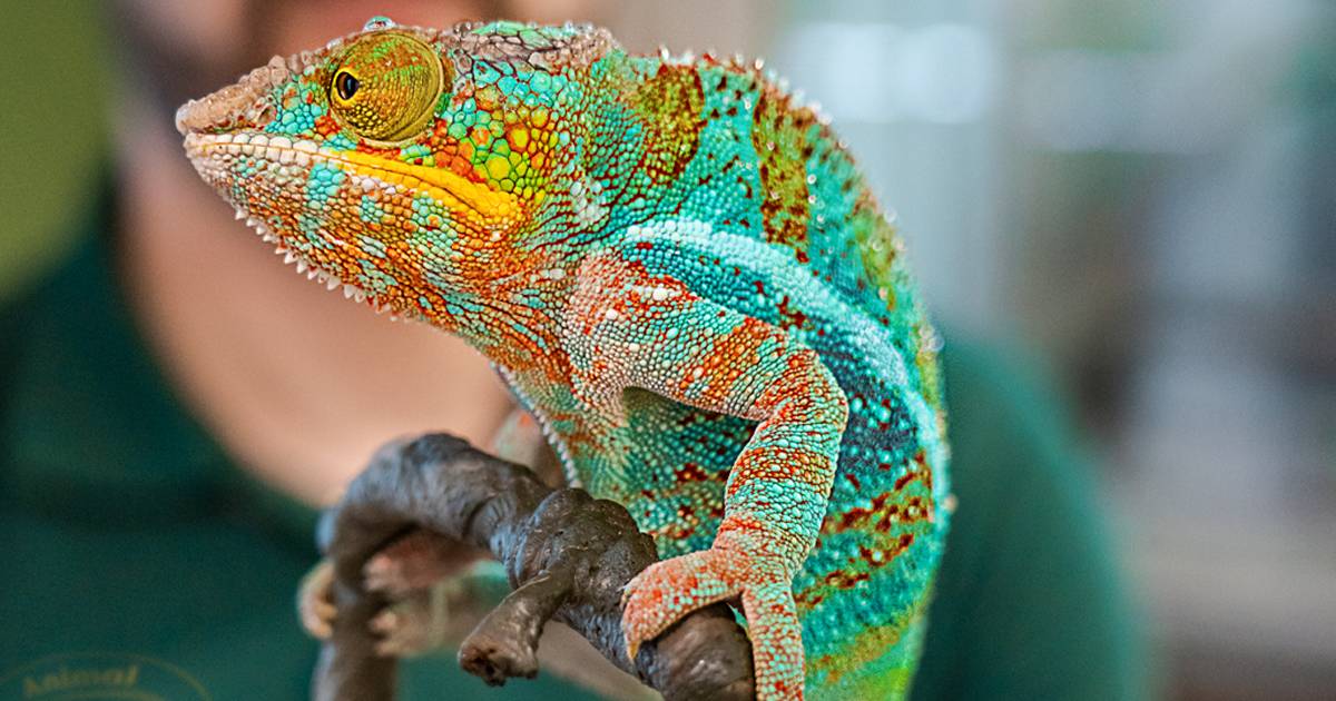 Backstage Pass: RepTopia - Singapore Zoo | Mandai Wildlife Reserve