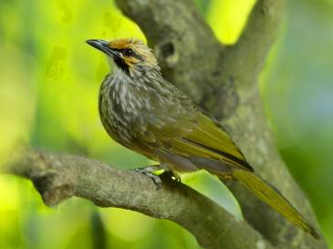 Mandai Action For Wildlife (Primary & Secondary) | Mandai Wildlife Reserve