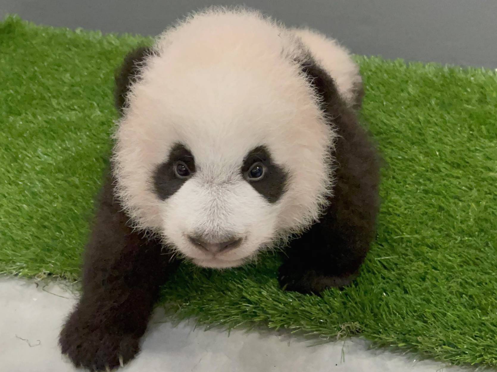 Giant Panda - River Wonders