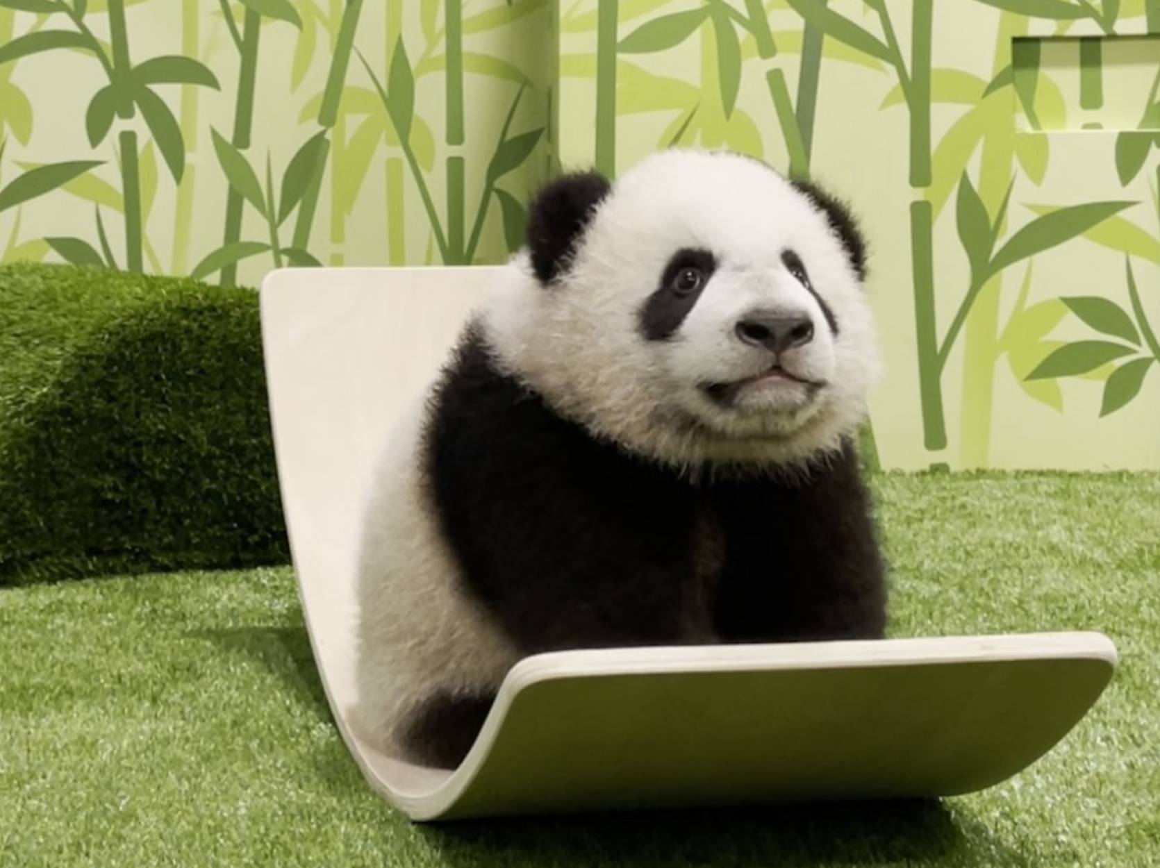 Giant Panda - River Wonders