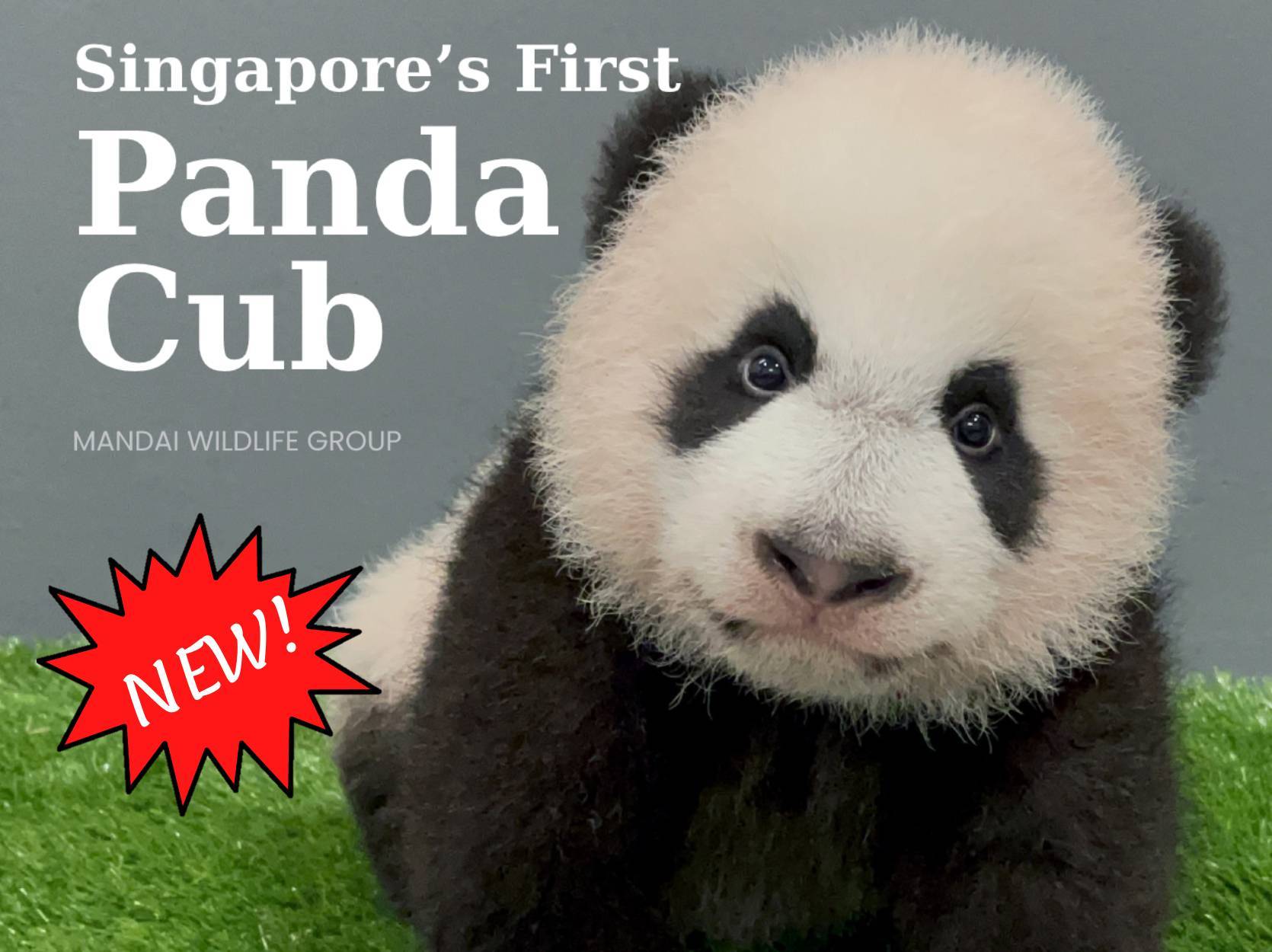 Giant Panda - River Wonders