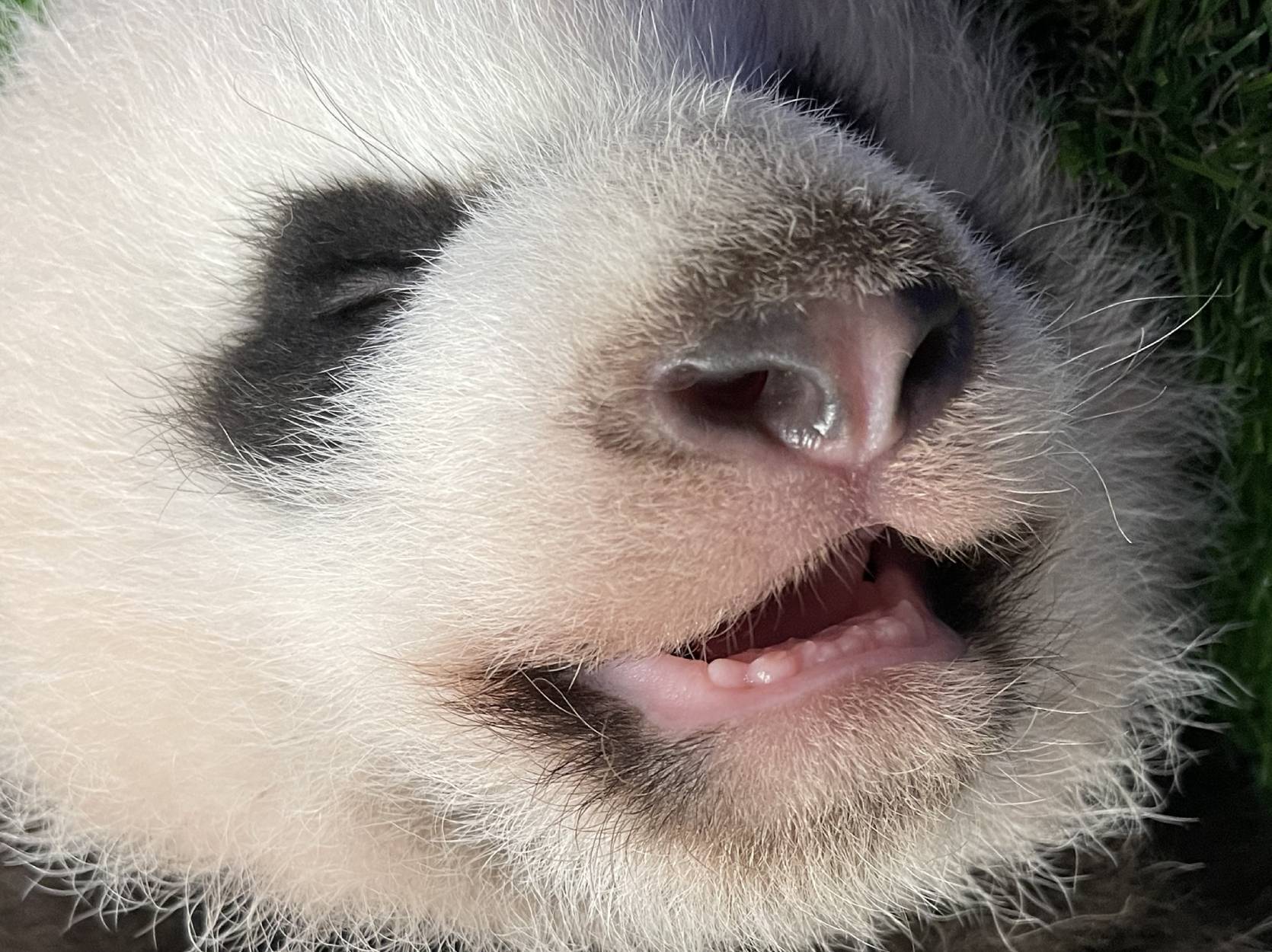 Giant Panda - River Wonders