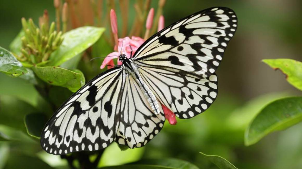 Zoo Resources | Mandai Wildlife Reserve