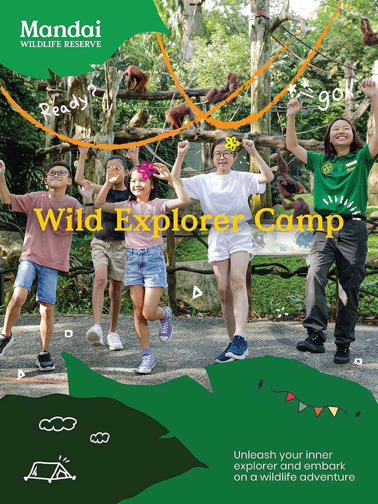 Wild Explorer Camp | Mandai Wildlife Reserve