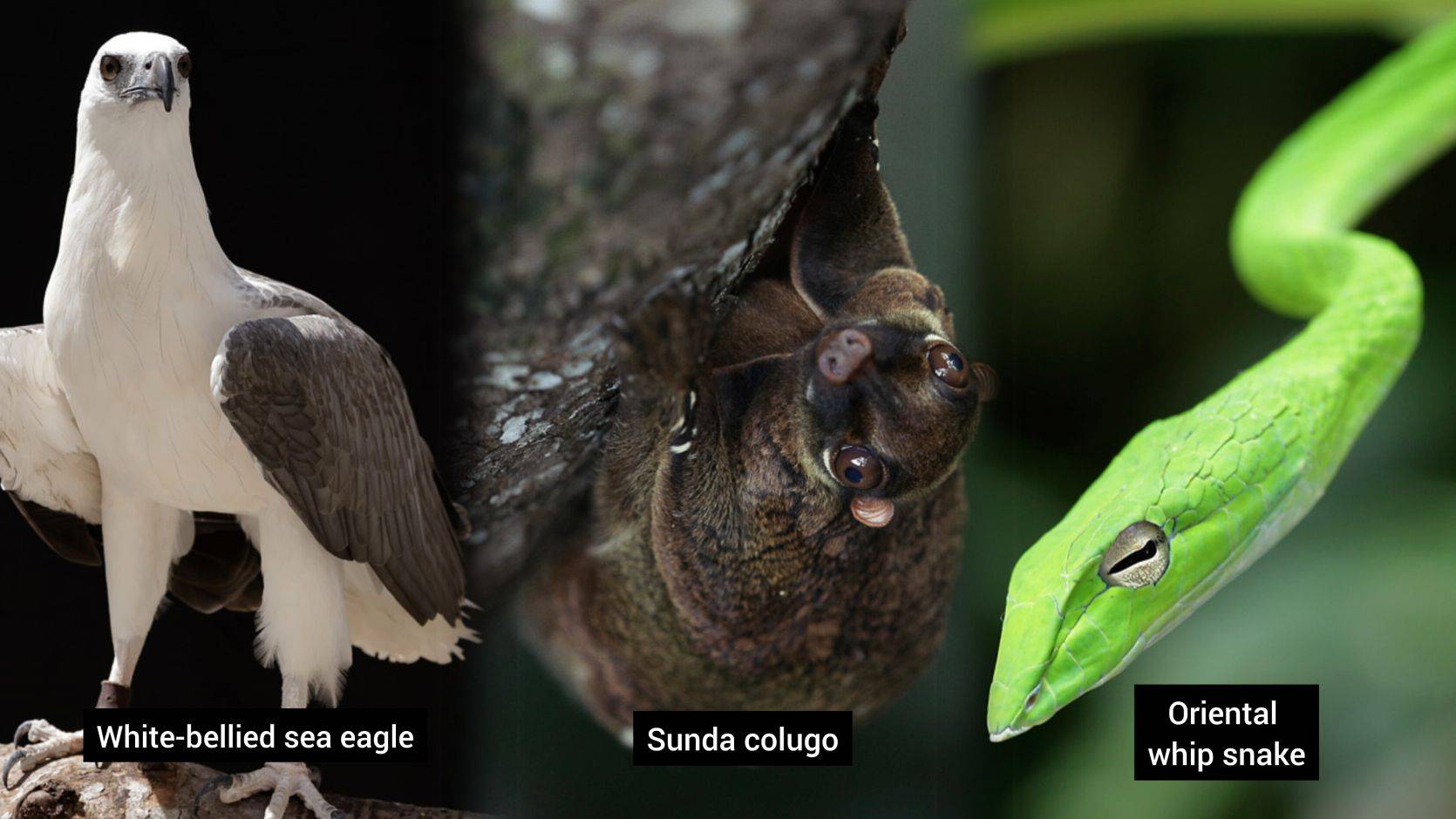 Mandai Boardwalk | Mandai Wildlfe Reserve