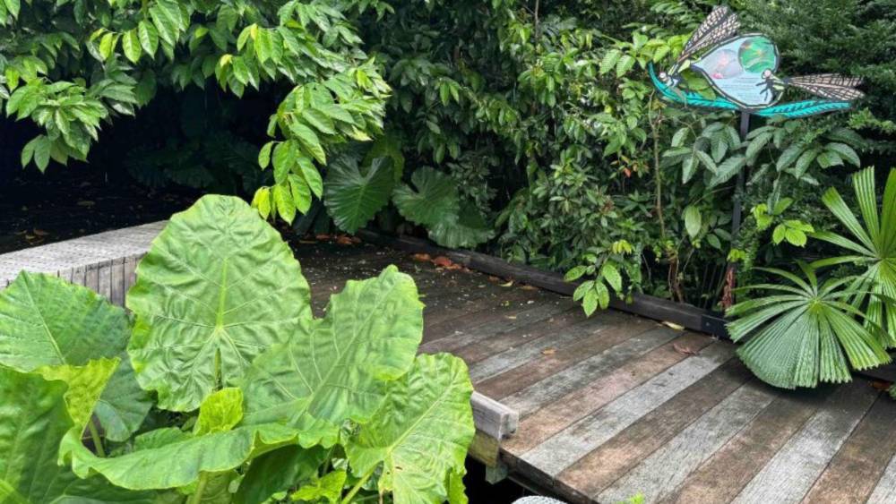 Mandai Boardwalk | Mandai Wildlfe Reserve