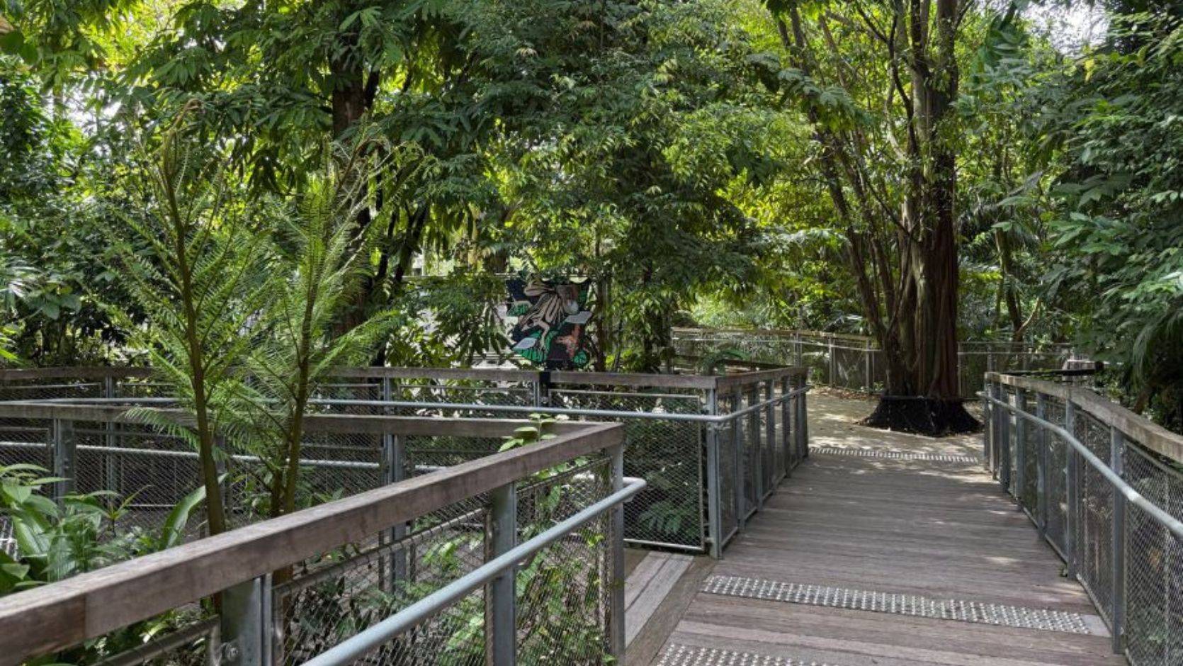 Mandai Boardwalk | Mandai Wildlfe Reserve