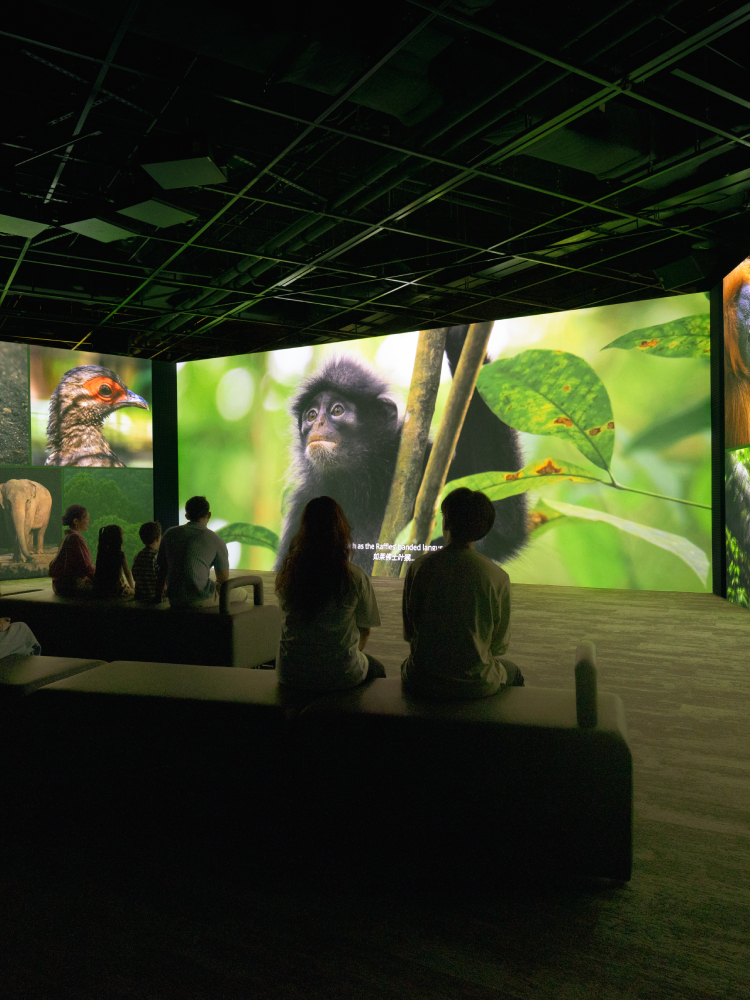 Mandai Gallery | Mandai Wildlife Reserve