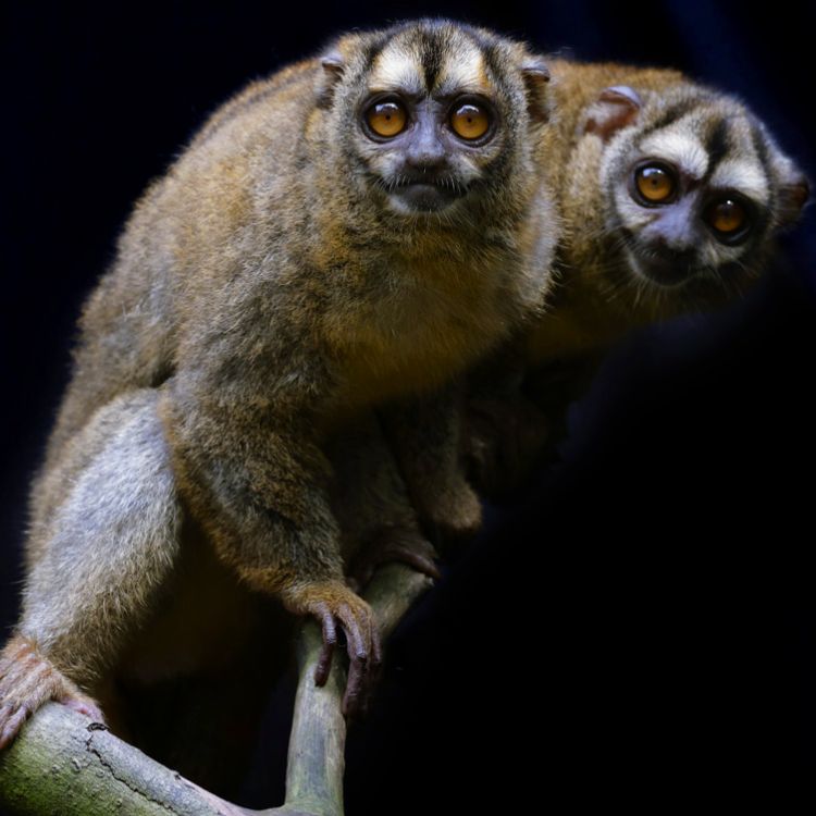 Animals & Trails - Night Safari | Mandai Wildlife Reserve