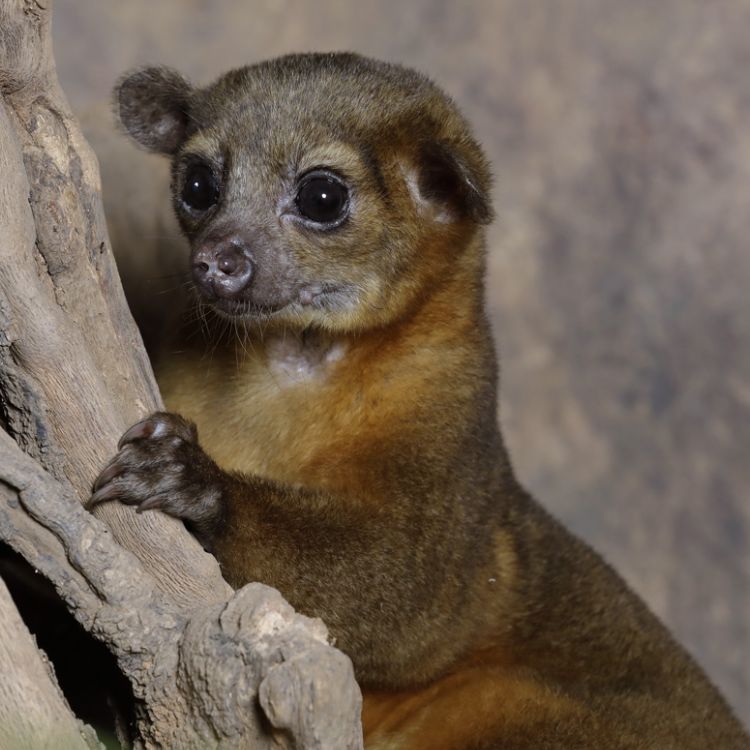 Animals & Trails - Night Safari | Mandai Wildlife Reserve