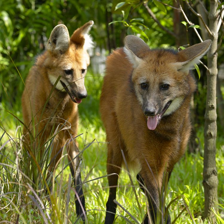 Animals & Trails - Night Safari | Mandai Wildlife Reserve