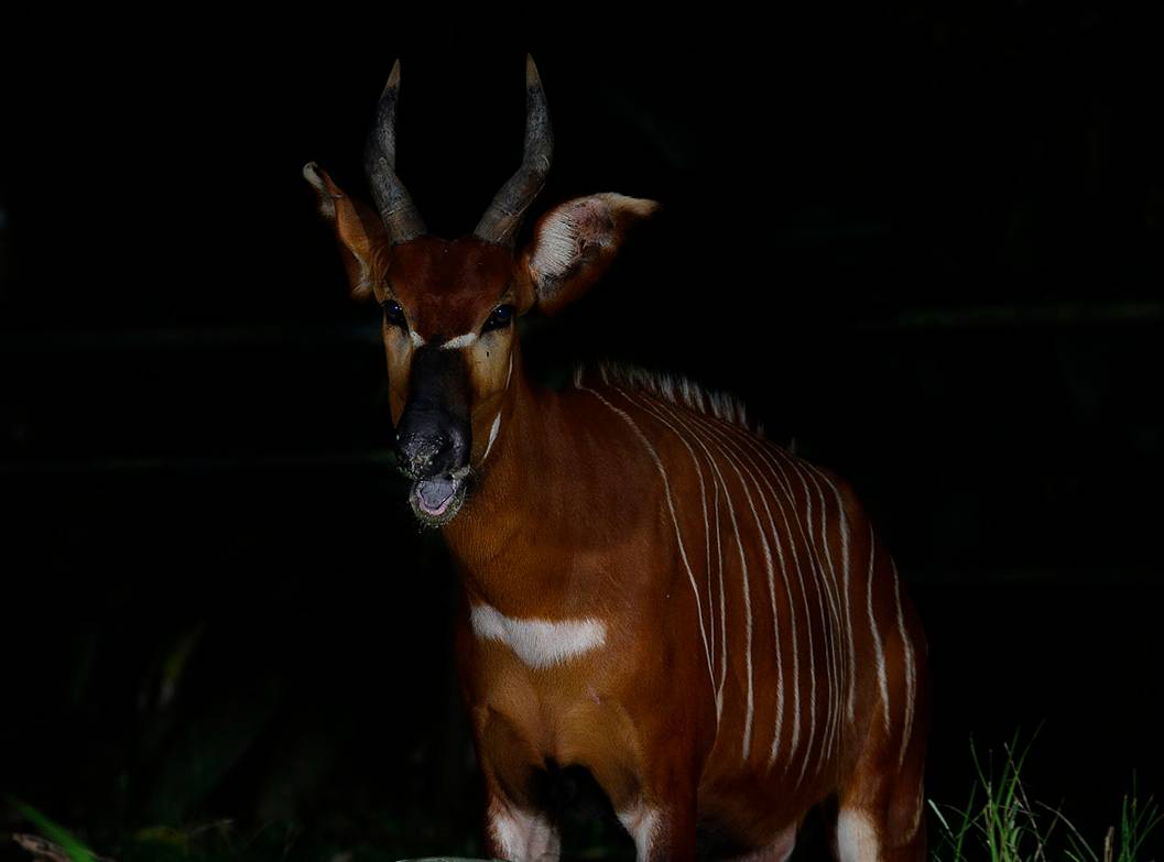 Night Safari | Mandai Wildlife Reserve