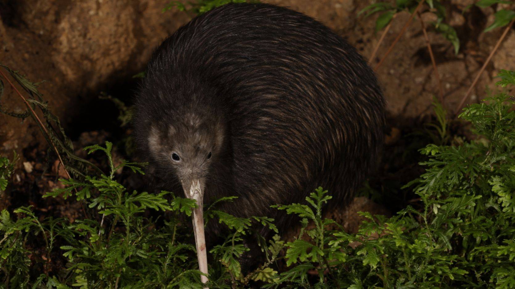 North Island Brown Kiwi - Night Safari