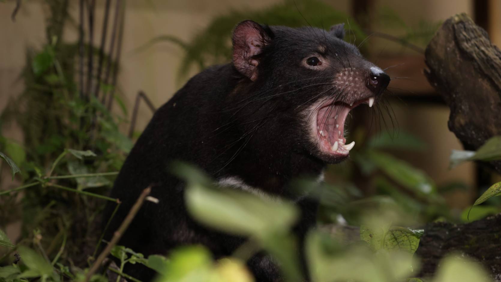 Tasmanian Devil - Night Safari