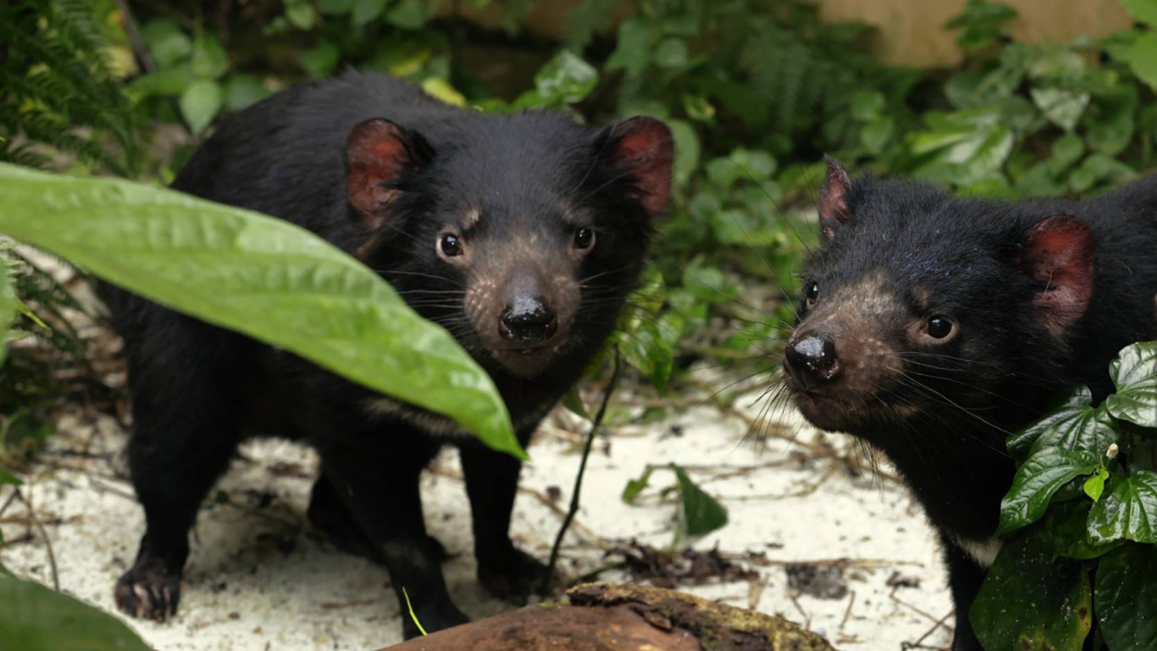 Tasmanian Devil - Night Safari