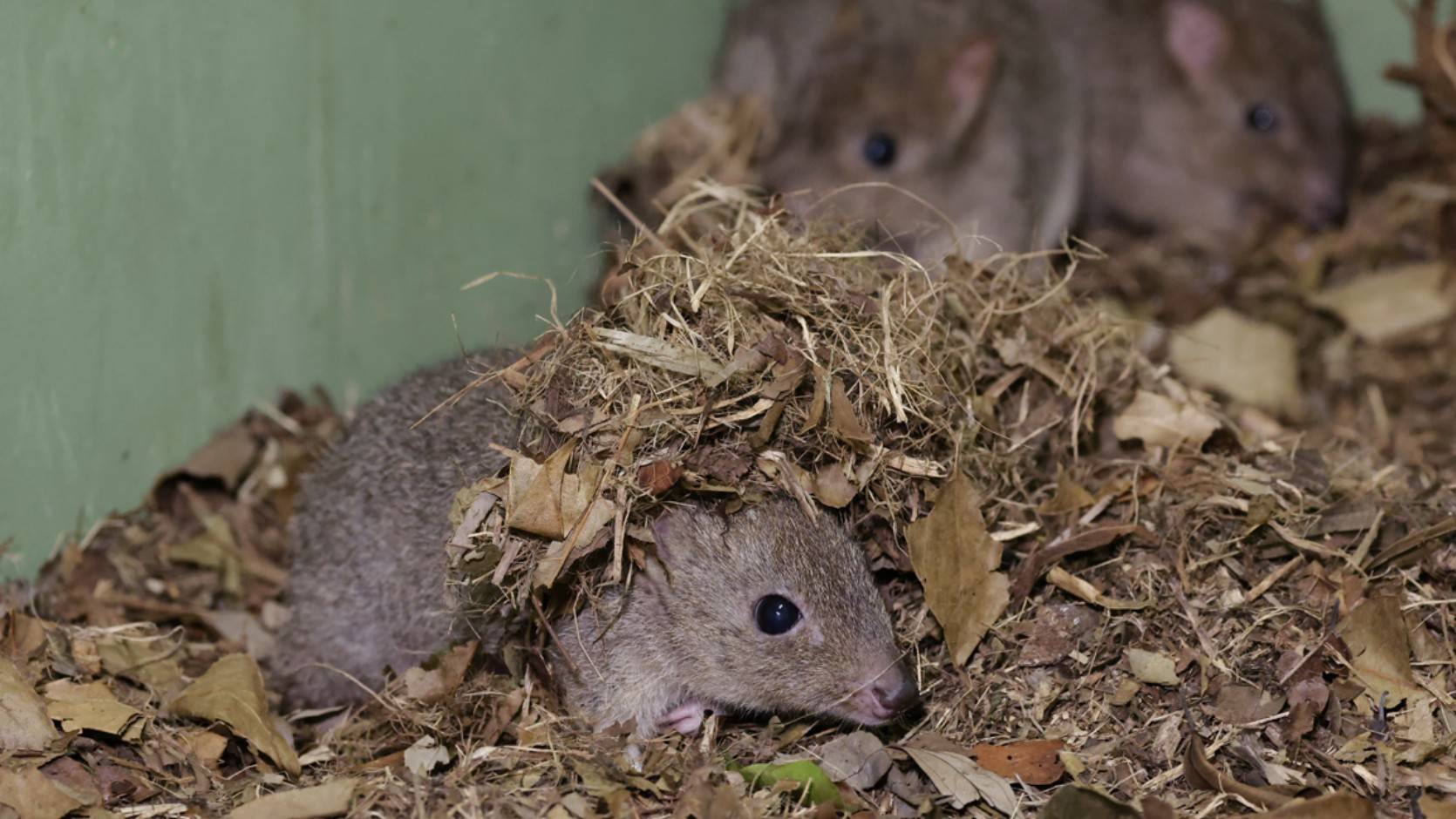 Woylie - Night Safari | Mandai Wildlife Reserve