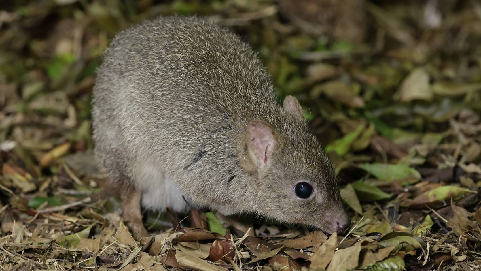 Woylie - Night Safari | Mandai Wildlife Reserve