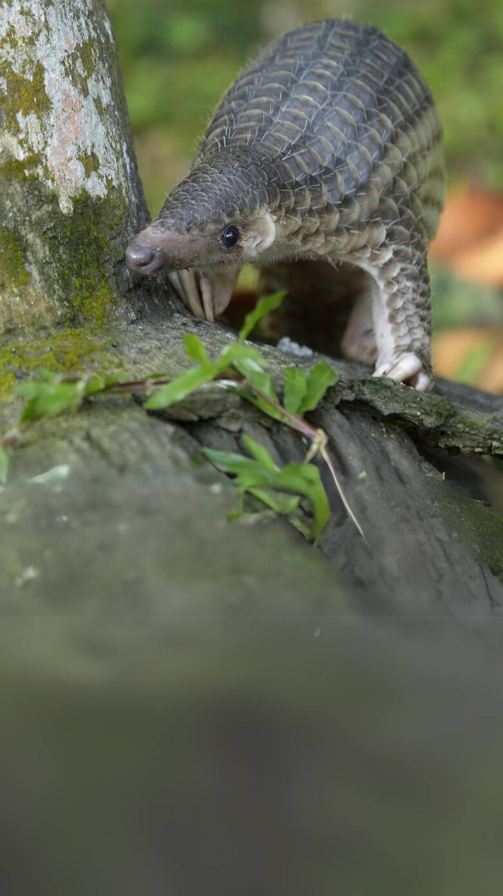 Night Safari | Mandai Wildlife Reserve