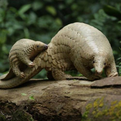 Too Wild to Miss at Night Safari | Mandai Wildlife Reserve