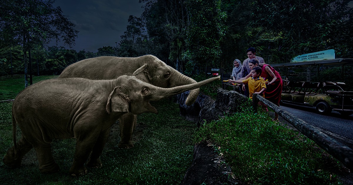 Safari Adventure Tour - Night Safari | Mandai Wildlife Reserve