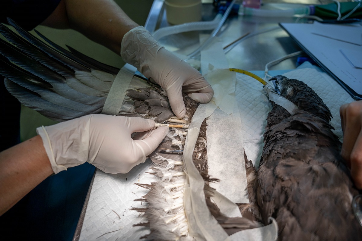 Jurong Bird Park gives rescued changeable hawk -eagle new feathers to ...