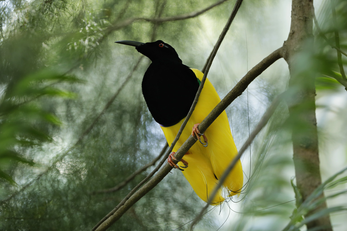Jurong Bird Park celebrates its final flight with an invitation for all ...
