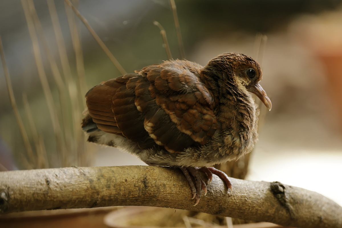 Jurong Bird Park celebrates its final flight with an invitation for all ...
