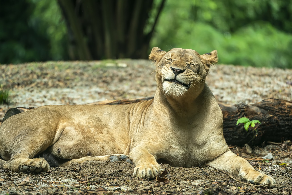 Mandai Wildlife Group and Sony partner up on photography campaign to ...