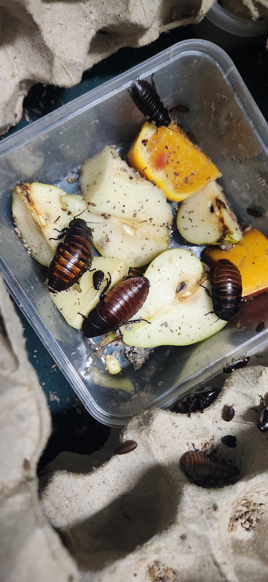 Mandai Wildlife Group strengthens its environmental sustainability ...