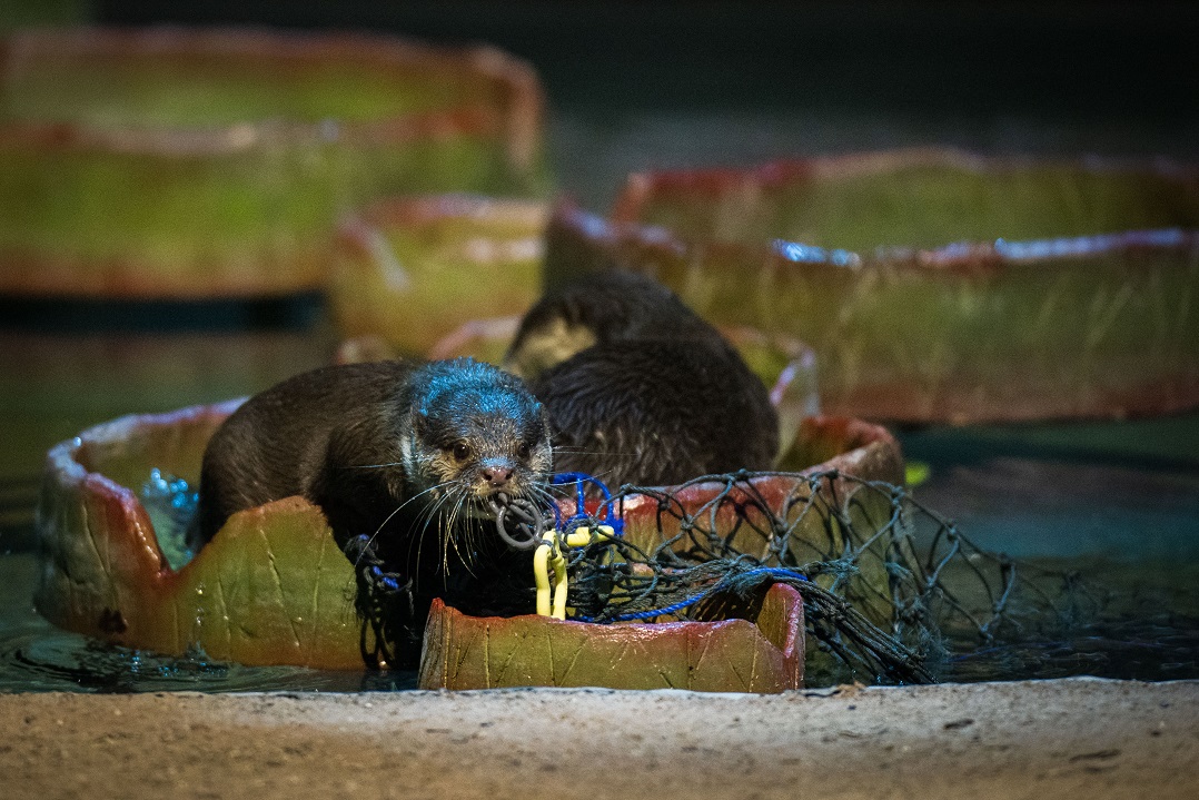 New amphitheatre for Singapore's Night safari and a revamped Creatures ...