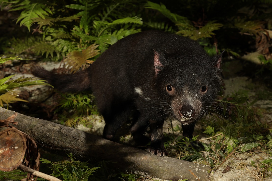 Singapore's first Tasmanian Devils debut in Night Safari Singapore's first Tasmanian Devils debut in Night Safari