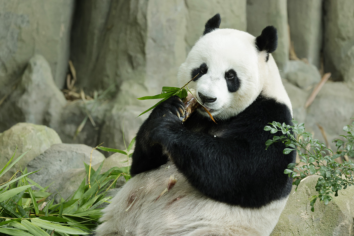 Giant Pandas Kai Kai and Jia Jia to call Singapore home for another ...