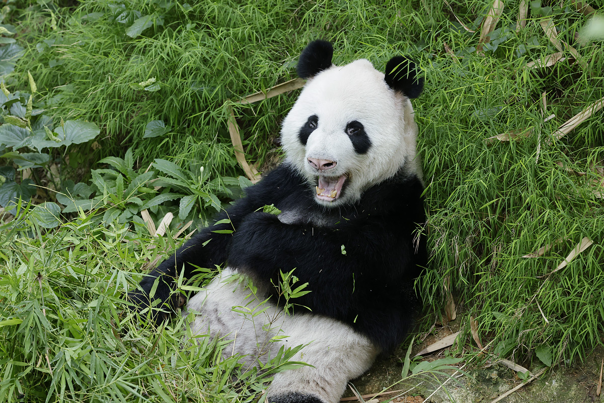 Giant Pandas Kai Kai and Jia Jia to call Singapore home for another ...