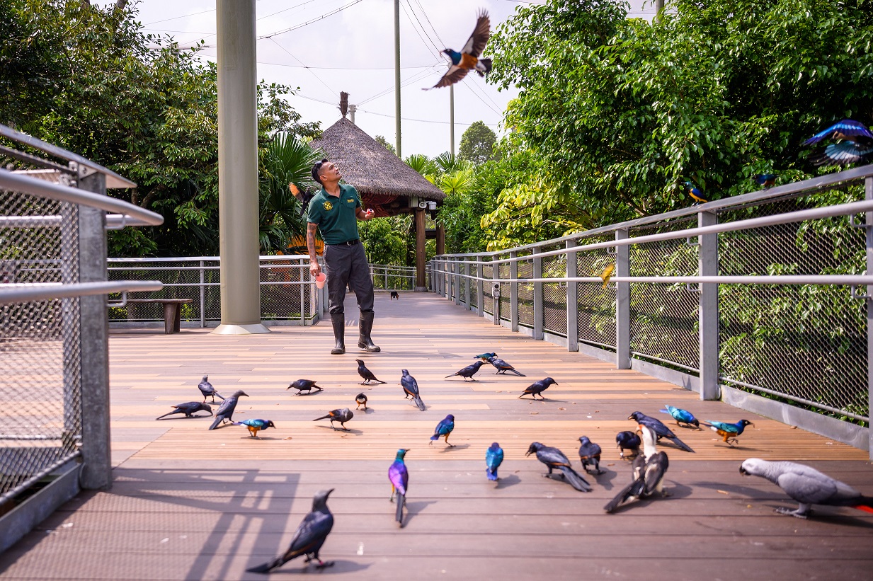 First look at Singapore's Bird Paradise
