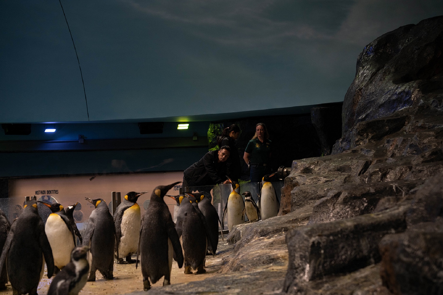 Penguin move to Bird Paradise goes swimmingly