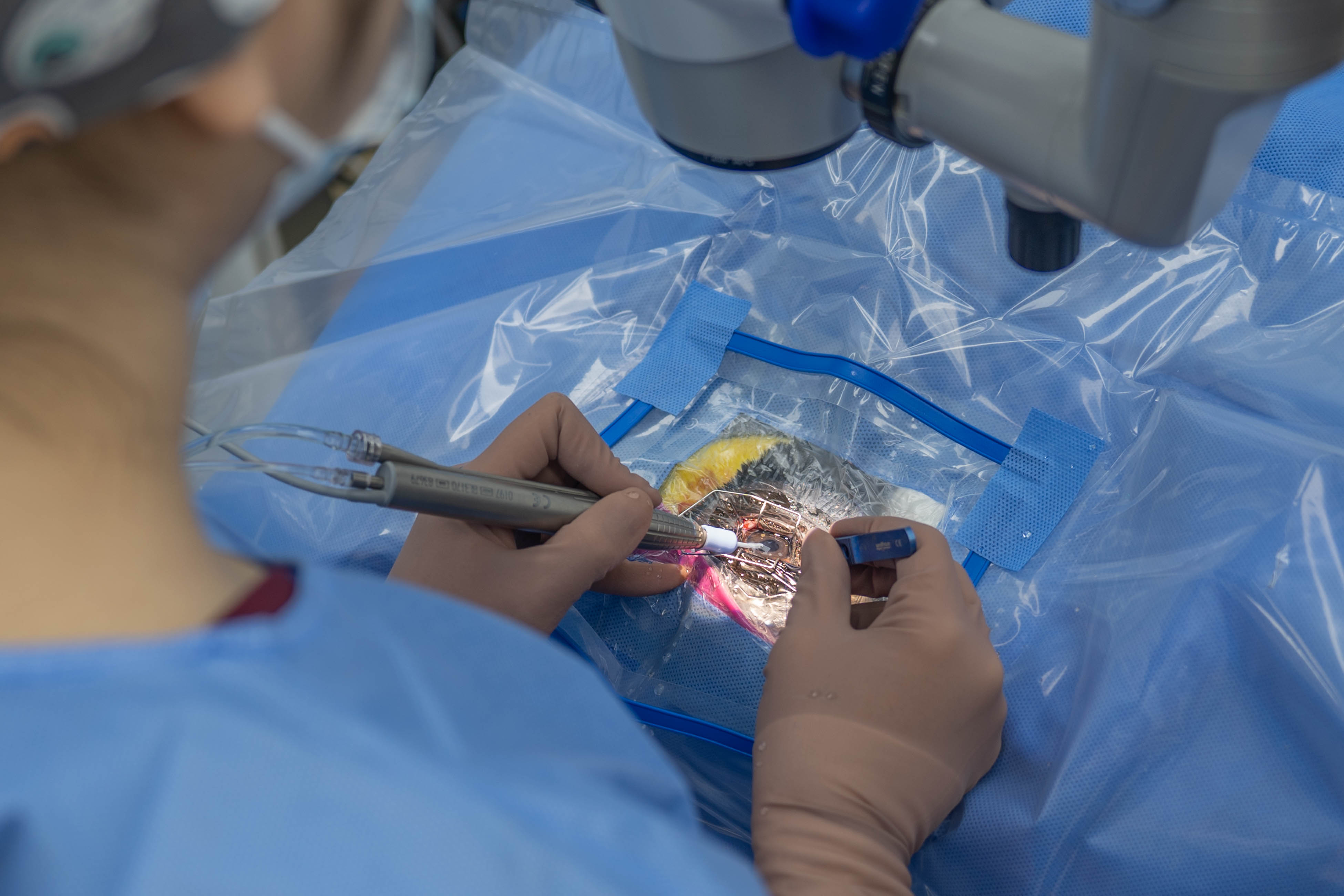 Vision renewed for senior penguins following successful cataract ...
