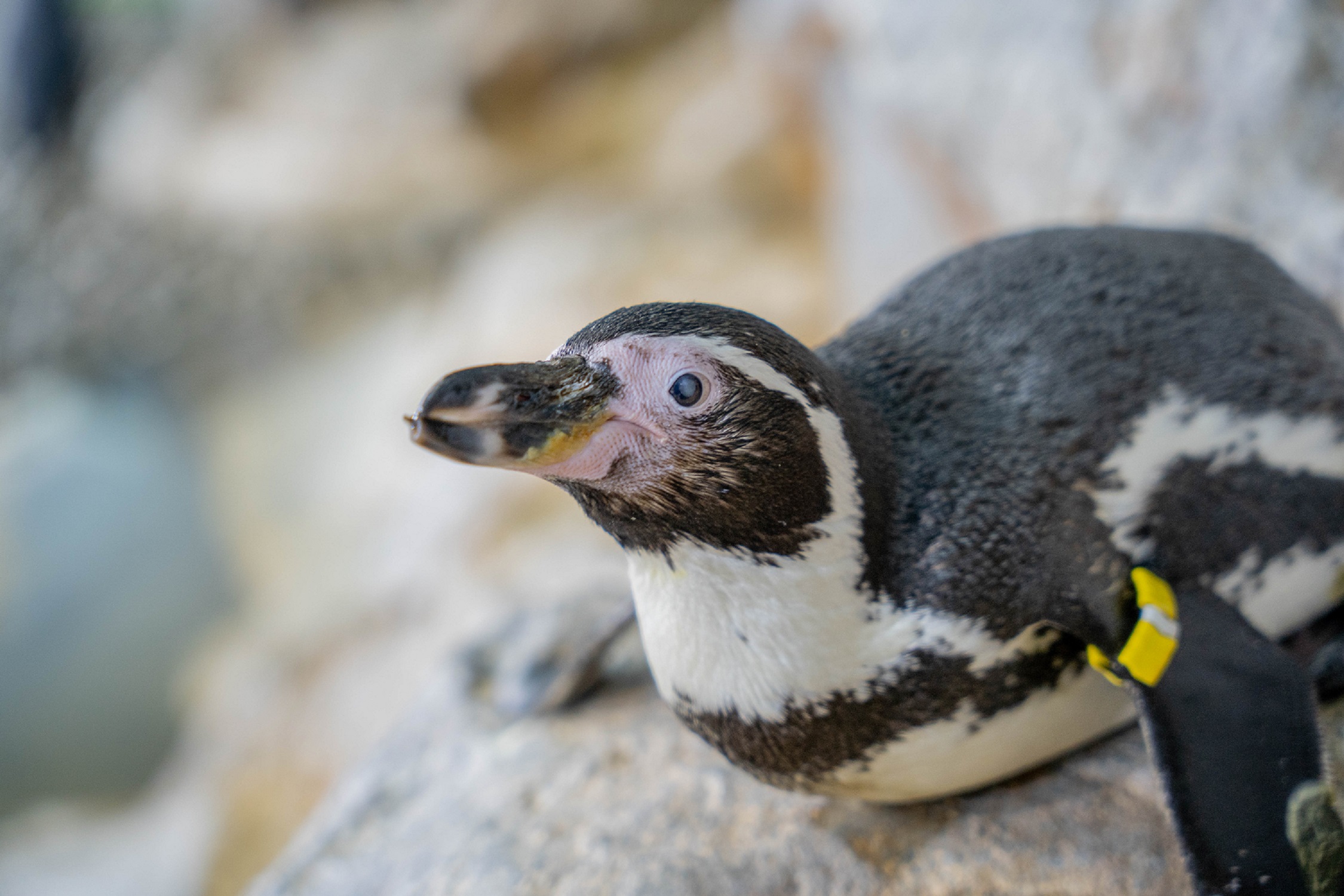 Vision renewed for senior penguins following successful cataract ...