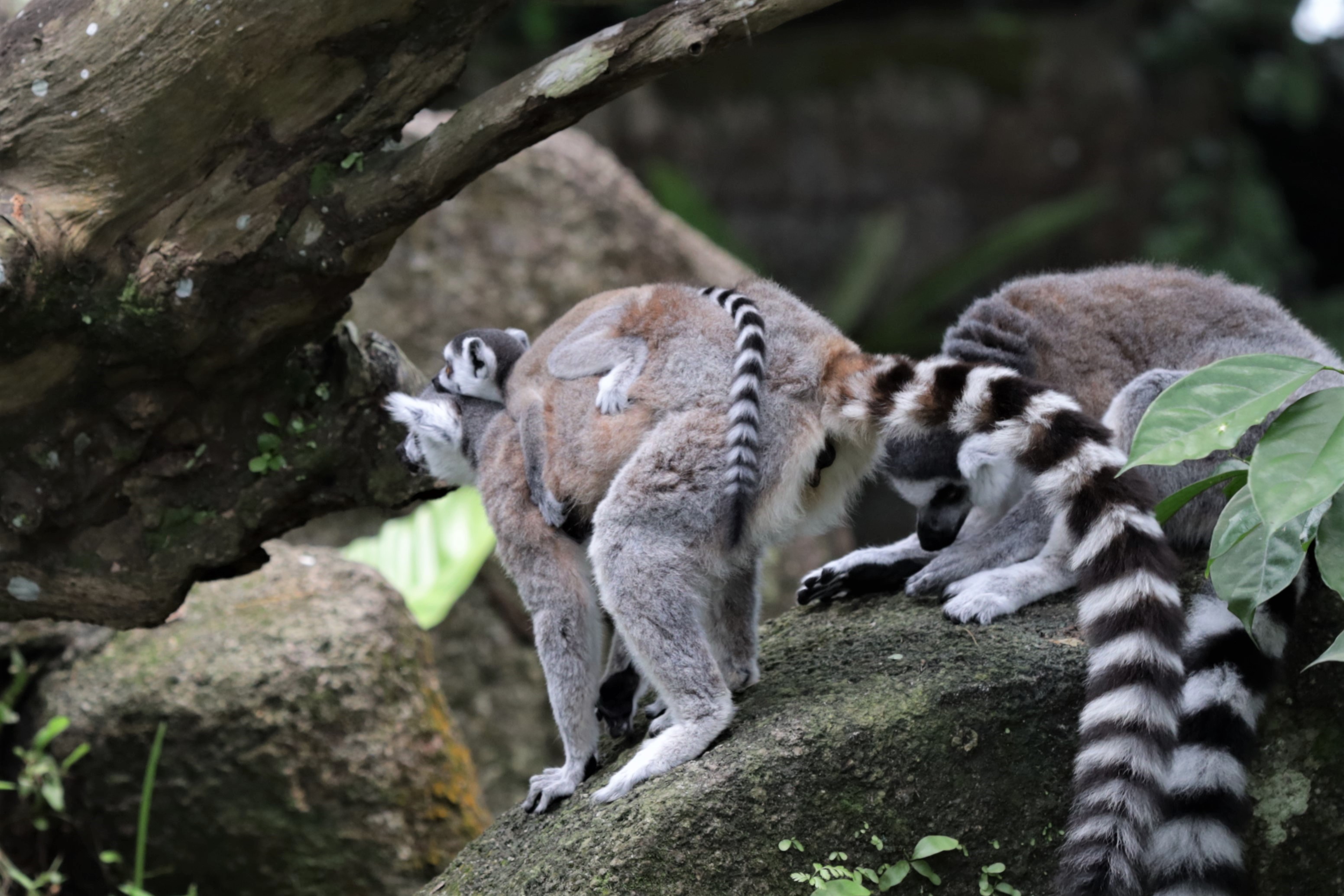 Singapore's wildlife parks welcomed close to 800 babies in 2022