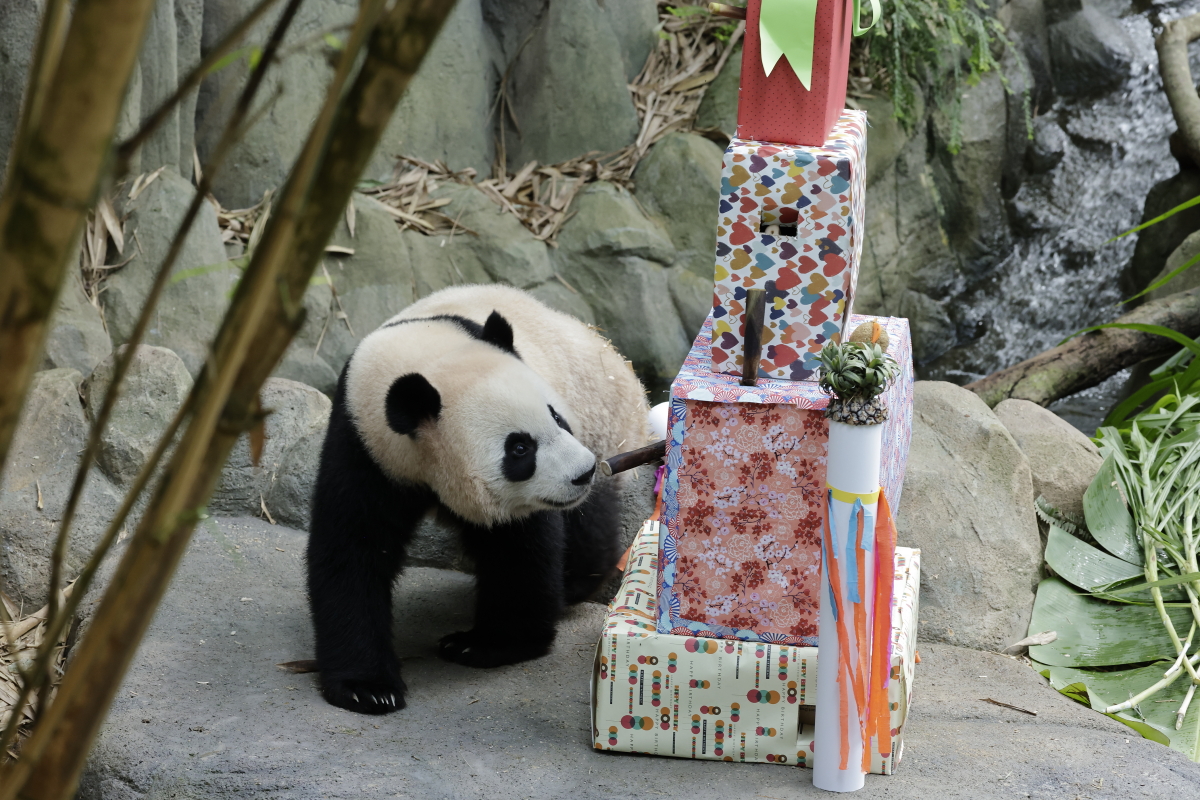 Singapore's Giant Panda cub Le Le will move into China's Panda ...