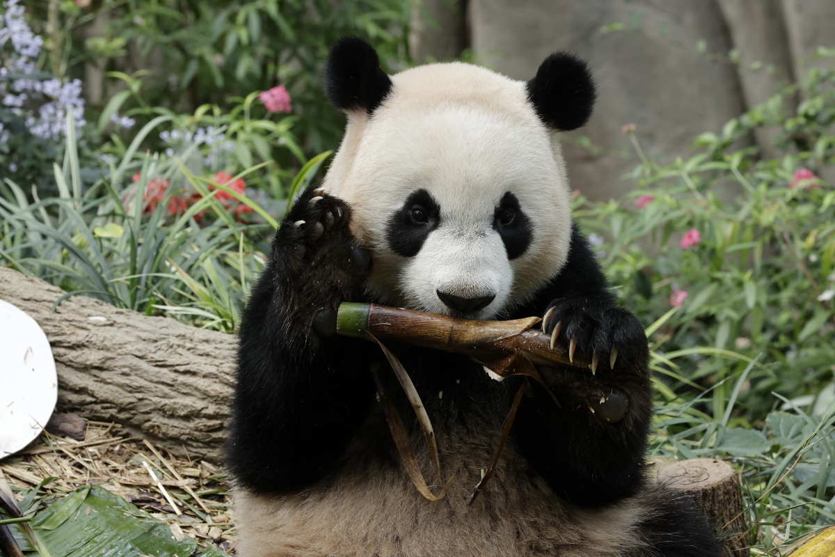 Singapore's Giant Panda cub Le Le will move into China's Panda ...