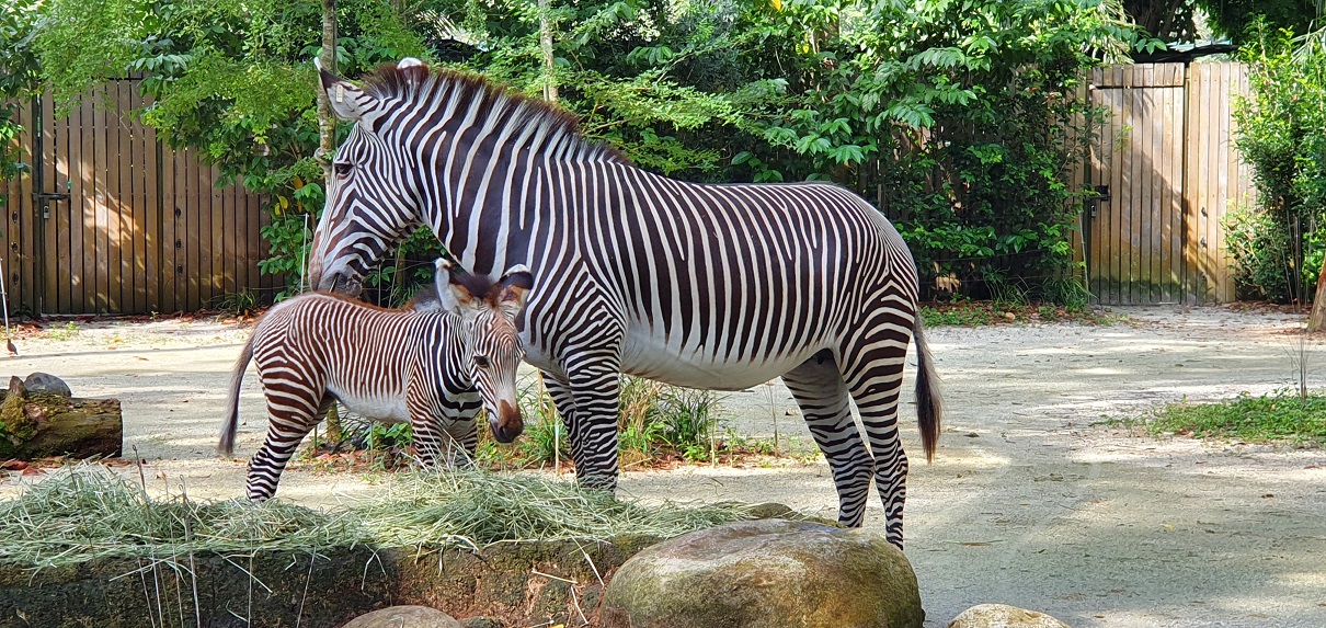 Singapore Zoo celebrates its Golden Jubilee