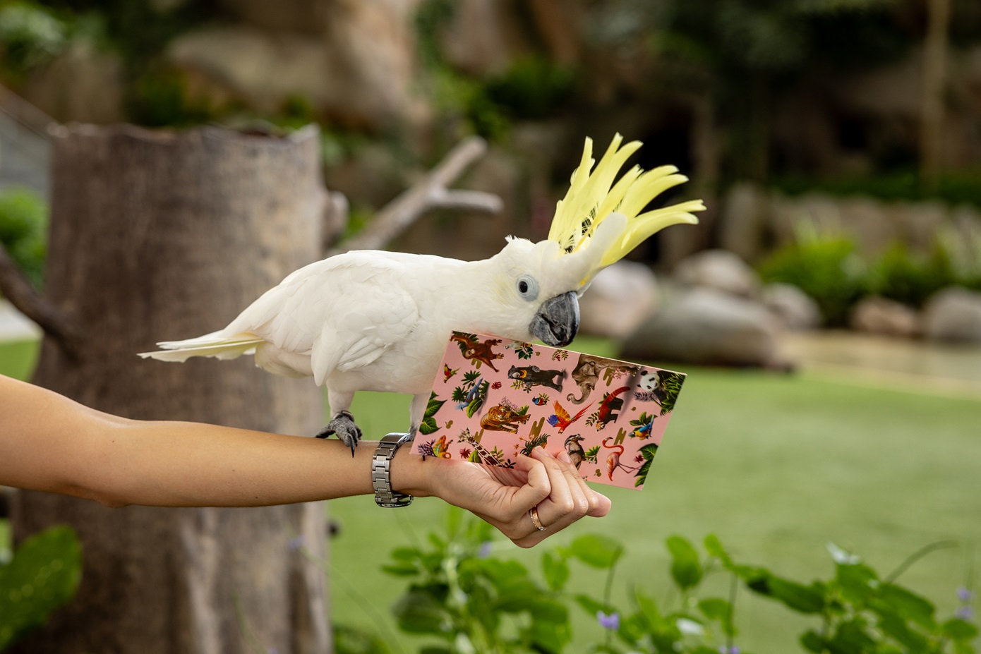 Usher in a year of lóng-evity at the Mandai Wildlife Reserve