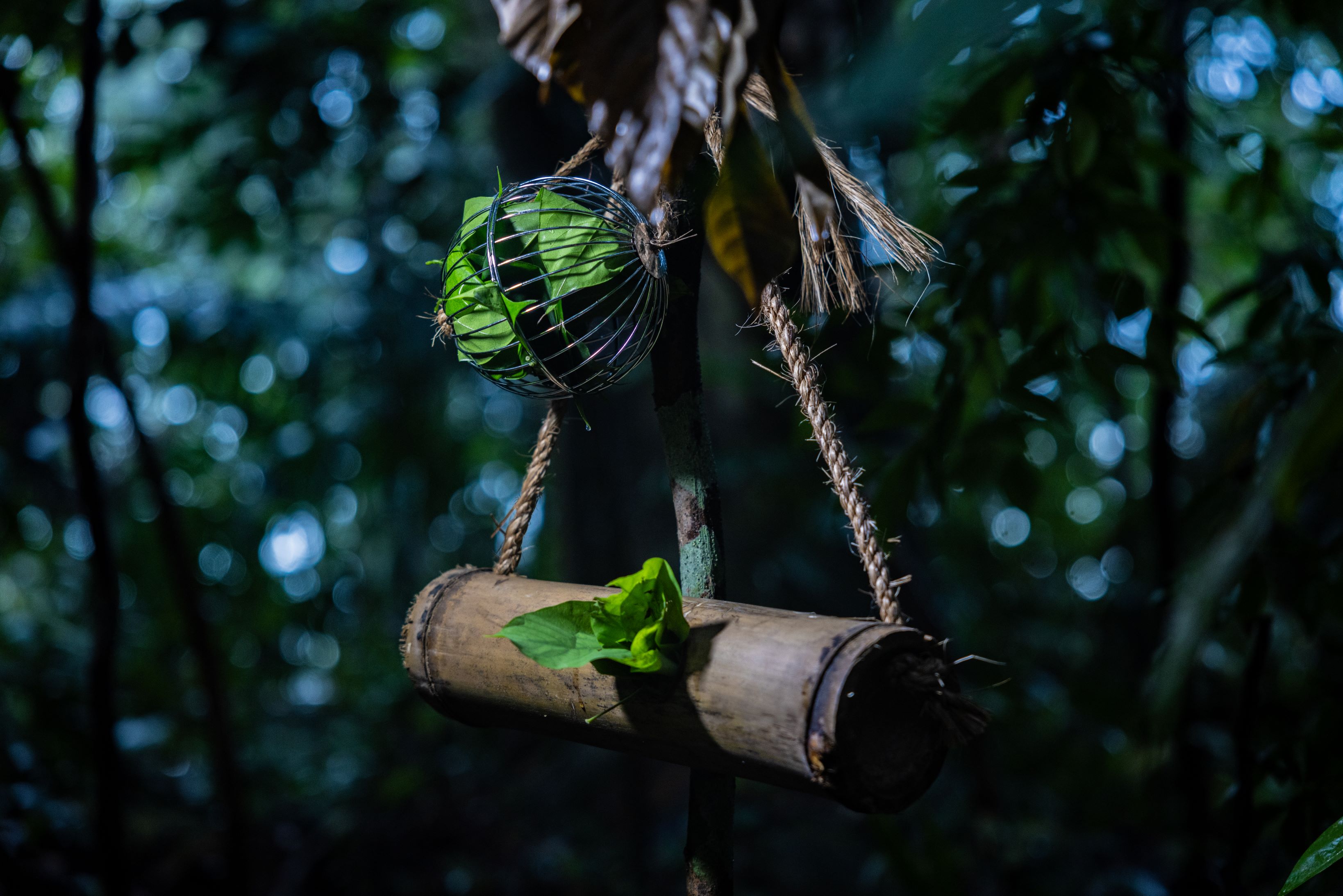 Revel in Zoolympix action, a nocturnal birthday bash and avian wonders ...